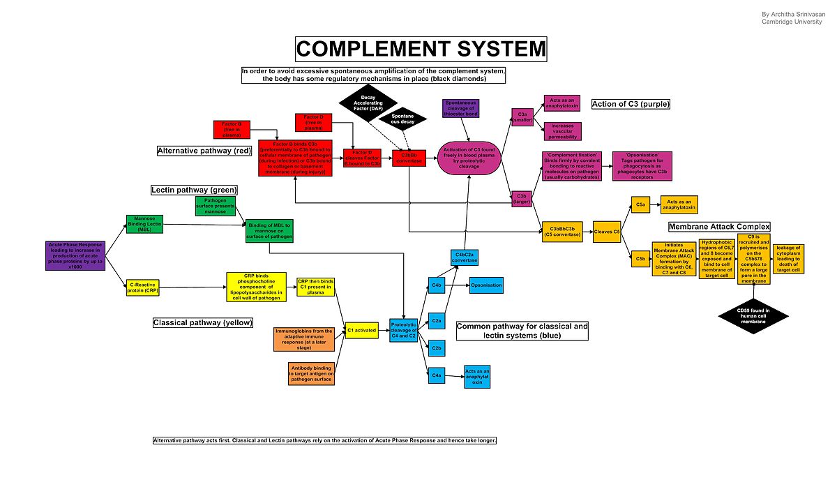 Simple Complement System Diagram 14. Complement System – G