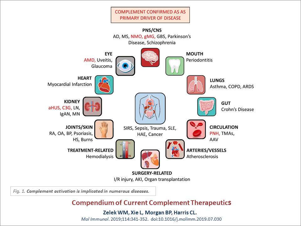 Complement Therapeutics, Diseases - aHUS Alliance ActionaHUS Alliance ...