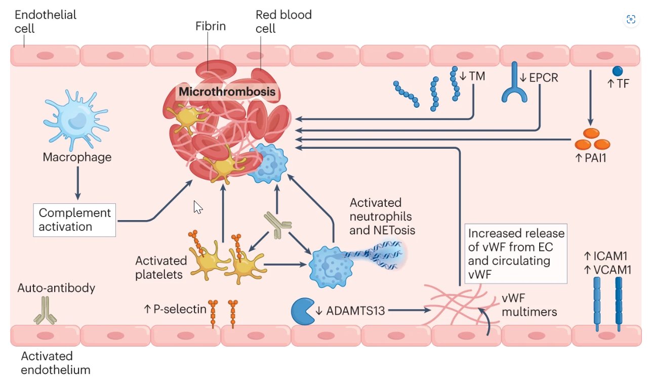 Micro clots in Long aHUS and COVID - aHUS Alliance Action